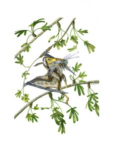 February 19, 2008 | Everything Dinosaur Blog