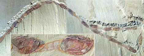 Complex Behaviour in Arthropods from the Cambrian