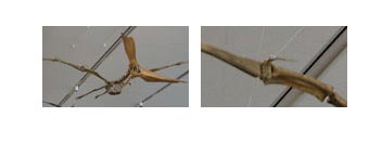 Pterosaurs - New Research Provides Support for Orientation of the ...