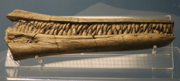 An ichthyosaur jaw