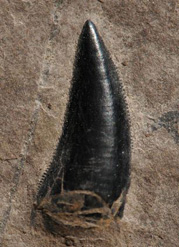 December, 2010 | Everything Dinosaur Blog