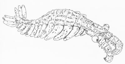 Anomalocaris and its Amazing Compound Eyes