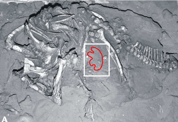 August 6, 2011 | Everything Dinosaur Blog