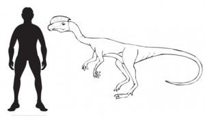 November, 2020 | Everything Dinosaur Blog