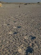 February, 2012 | Everything Dinosaur Blog