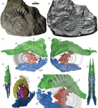 Helicoprion Spiral of Teeth - Puzzle Solved