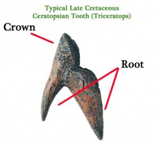 The Jaws of Plant-Eating Dinosaurs