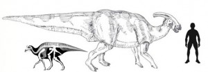 Baby Parasaurolophus Fossil Described by Scientists