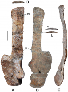 Yongjinglong datangi New Genus of Huge Titanosaur from China
