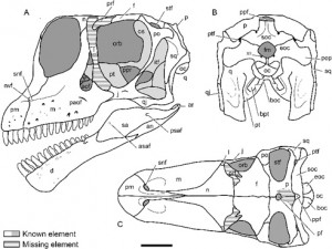 Study of Europasaurus Fossils Throws Up Jurassic Puzzle
