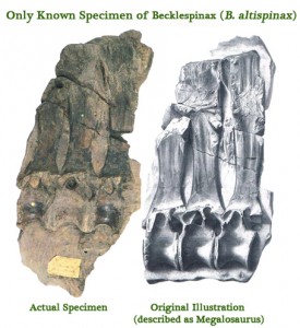 August 24, 2014 | Everything Dinosaur Blog