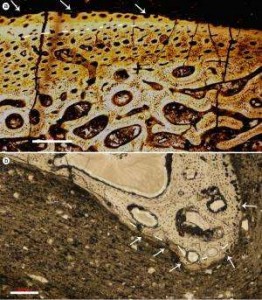 May 15, 2015 | Everything Dinosaur Blog