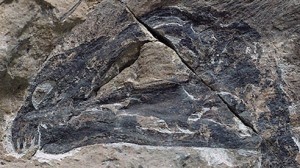 Yi qi - The Dinosaur That Thought it was a Bat