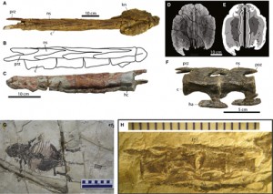 Ankylosaur Tail Club Evolution Studied by Scientists