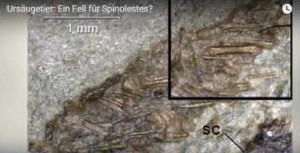 October 16, 2015 | Everything Dinosaur Blog