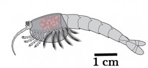December 3, 2015 | Everything Dinosaur Blog