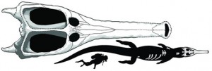 Giant Cretaceous Marine Crocodile from Tunisia