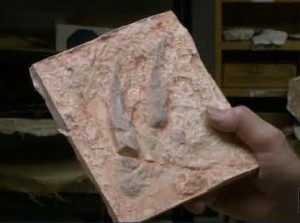 Raptor Tracks from Colorado Discovered by Scientists
