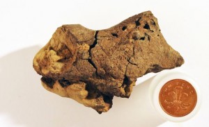 A Dinosaur Brain Fossil from Bexhill-on-Sea