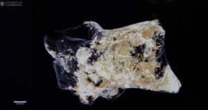 A Dinosaur Brain Fossil from Bexhill-on-Sea