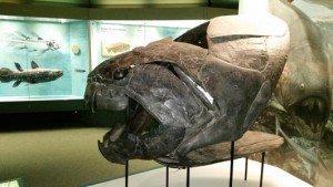 A Devonian Heart Organs of a Prehistoric Fish
