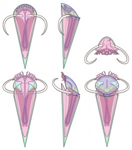 January 11, 2017 | Everything Dinosaur Blog