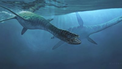 April 16, 2017 | Everything Dinosaur Blog