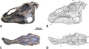 Getting our Heads Around Edmontosaurus Skulls and Anatomy