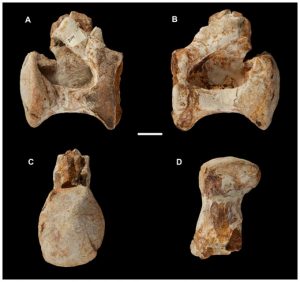 May 2, 2017 | Everything Dinosaur Blog