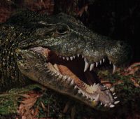 New Specimens of Extinct Crocodylian Baru Described