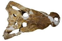 New Specimens of Extinct Crocodylian Baru Described