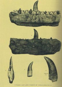 Megalosaurus Fossil Still Surprises