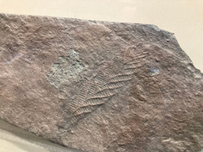 July 26, 2017 | Everything Dinosaur Blog