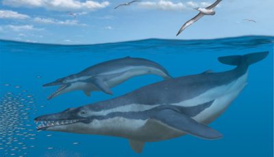 Coronodon havensteini - An Important Transitional Fossil