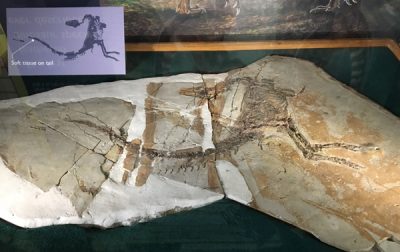 April 1, 2026 | Everything Dinosaur Blog