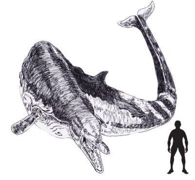 April 22, 2018 | Everything Dinosaur Blog