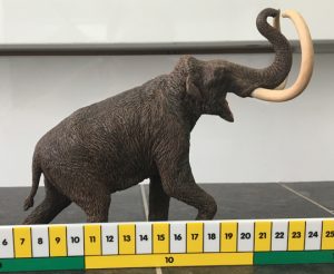 Mexico City Columbian Mammoth Fossil Discovery