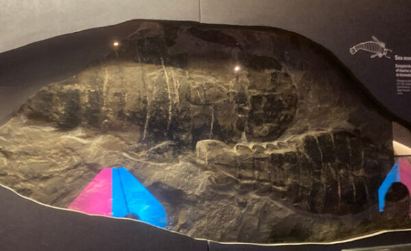 A Pair of Eurypterid Fossils on Display at a Museum