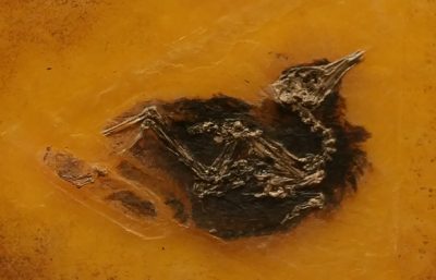 June 26, 2018 | Everything Dinosaur Blog