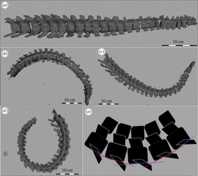 Plesiosaur Necks - What Did They Use Them For?