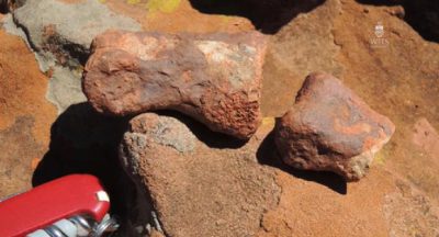 Ledumahadi mafube Giant Plant-eater from the Early Jurassic