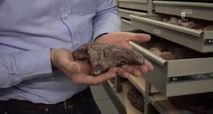 September 29, 2018 | Everything Dinosaur Blog