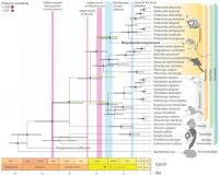 Giant Flying Squirrel Redraws Family Tree