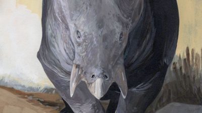 Lisowicia bojani Giant Dicynodont from the Late Triassic