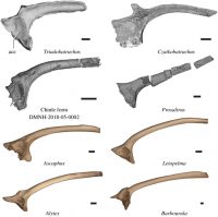 March 3, 2019 | Everything Dinosaur Blog