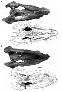 New Giant Pliosaur From the Early Cretaceous of Columbia