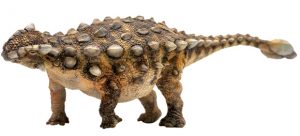 Scolosaurus cutleri (NHMUK R5161) and Ankylosaur Skin