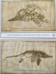 May 27, 2019 | Everything Dinosaur Blog