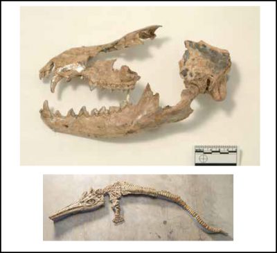 The Lost Creatures Exhibition - Queensland Museum