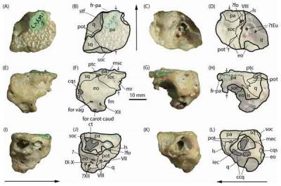 June 21, 2019 | Everything Dinosaur Blog